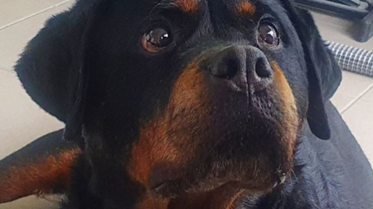 Cette chienne séniore vit les 2 plus belles années de sa vie aux côtés ...