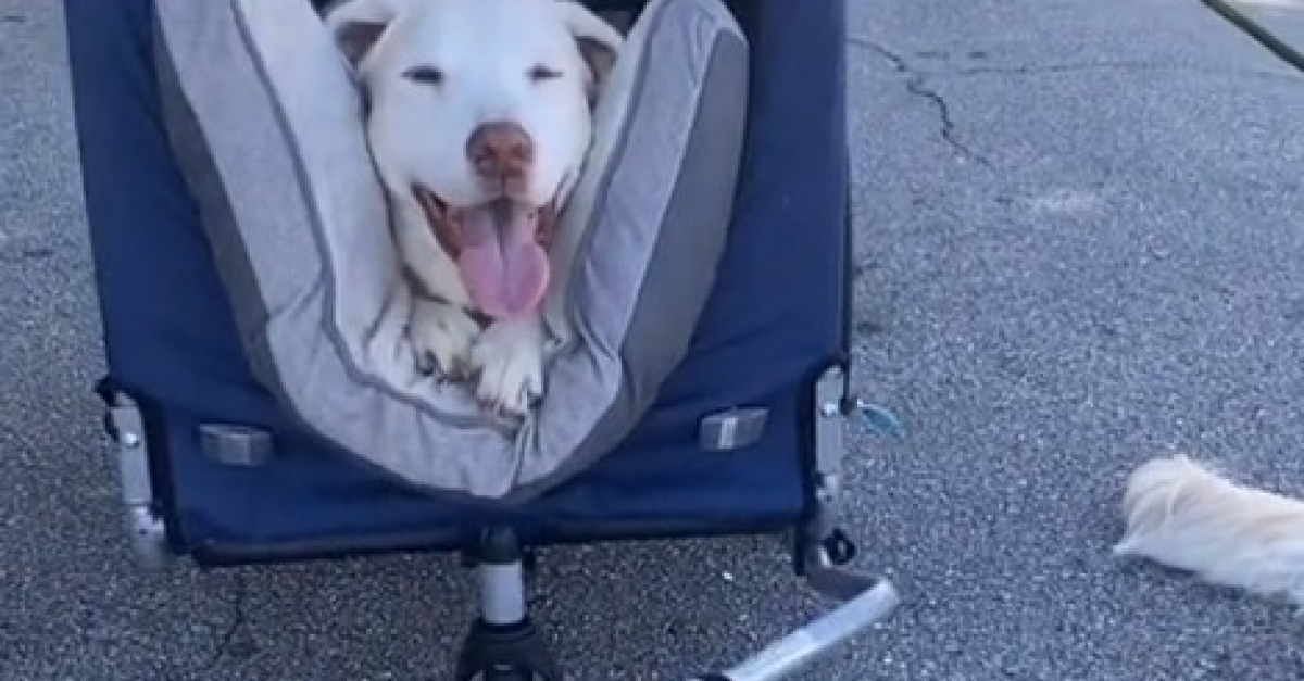 Le Doggyhut : le moyen de locomotion parfait pour les chiens séniors ...