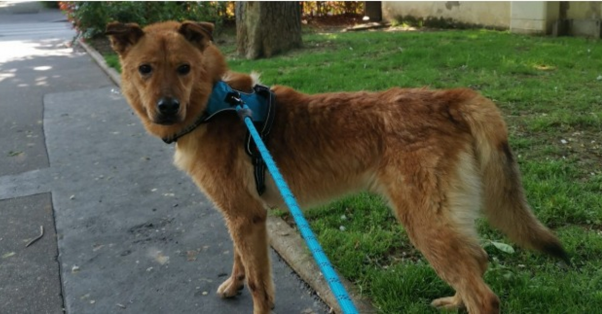 L’histoire de Fox qui, après un passé bien difficile, connaît enfin le bonheur grâce à une ...