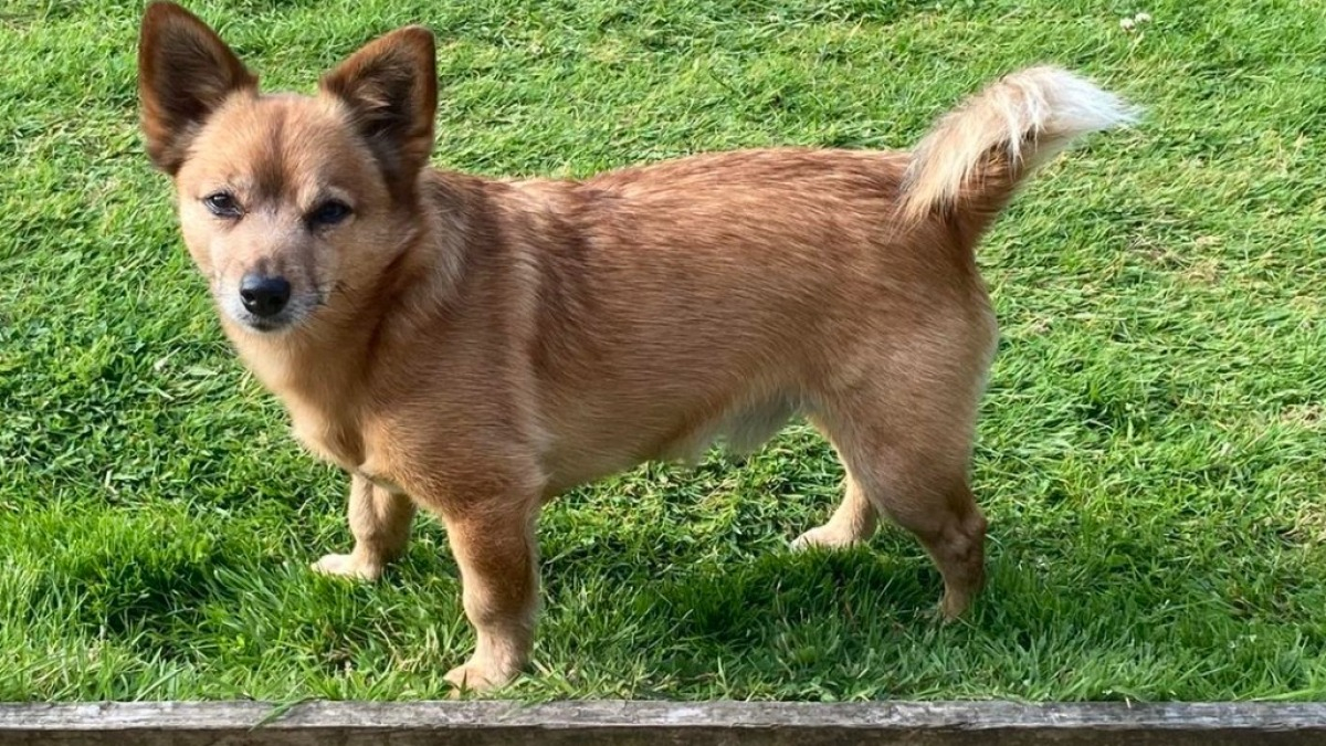Après 2 adoptions ratées, un énergique petit chien de refuge devient l ...