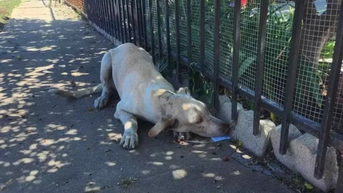 En pleine alerte météo, un chien errant cherche désespérément la ...