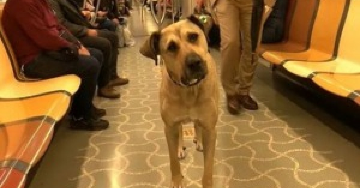 Ce chien errant célèbre doit se faire adopter au plus vite pour sa ...