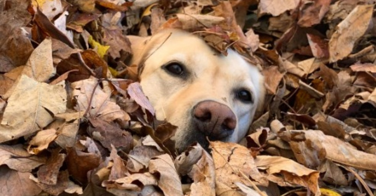 Le moment adorable où une chienne séniore retombe en enfance grâce à un ...