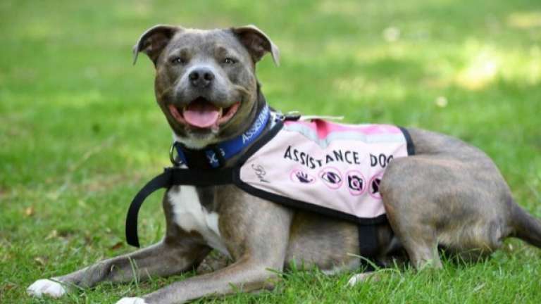 Le soutien précieux de Belle, chienne d’assistance, qui accompagne au ...