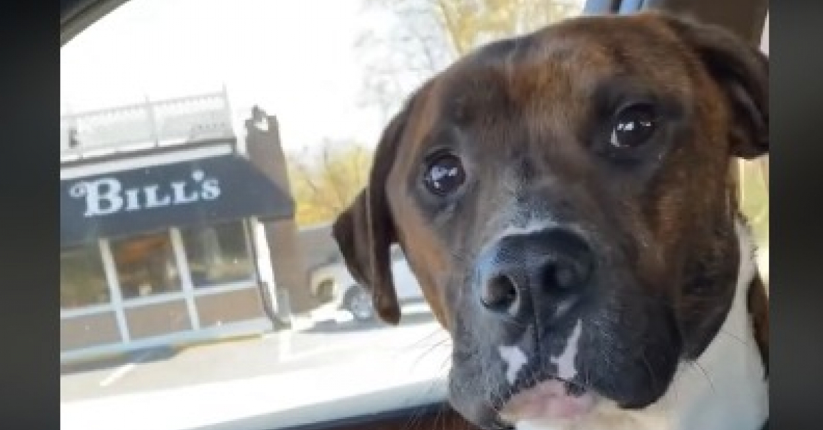 La réaction attendrissante de Loki, un chien de refuge, lorsqu’il se rend vers sa maison pour la ...