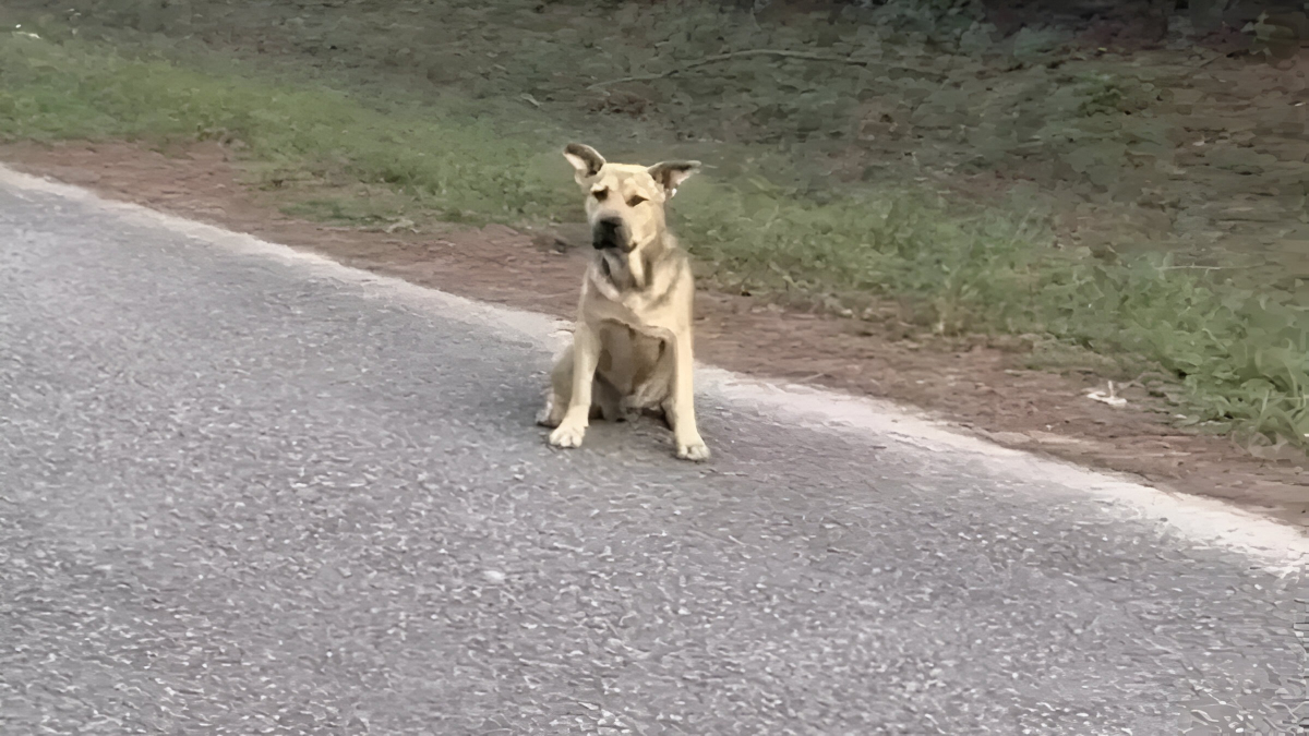 En détresse, ce chien errant donne la patte pour demander de l’aide à ...