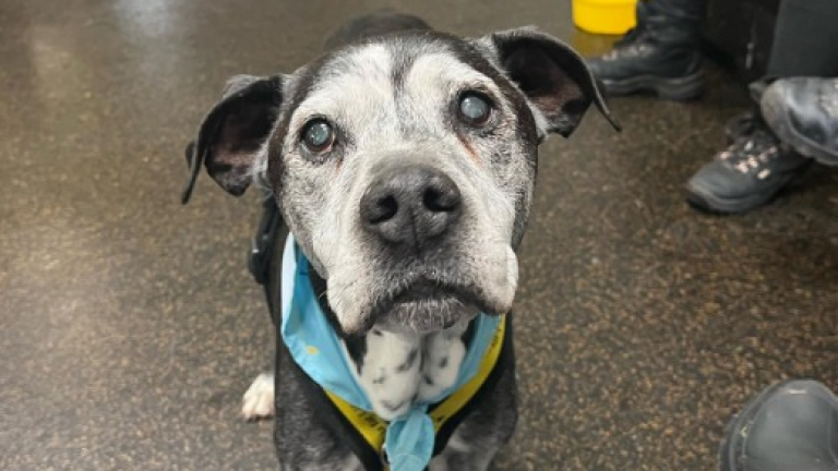 L’histoire de Ty, un chien sénior, qui s’est retrouvé pour la première ...