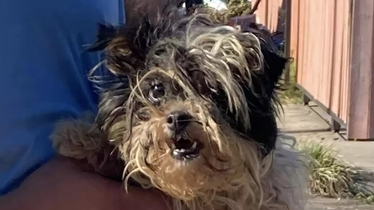 Longtemps négligée, cette petite chienne errante au pelage sale et ...