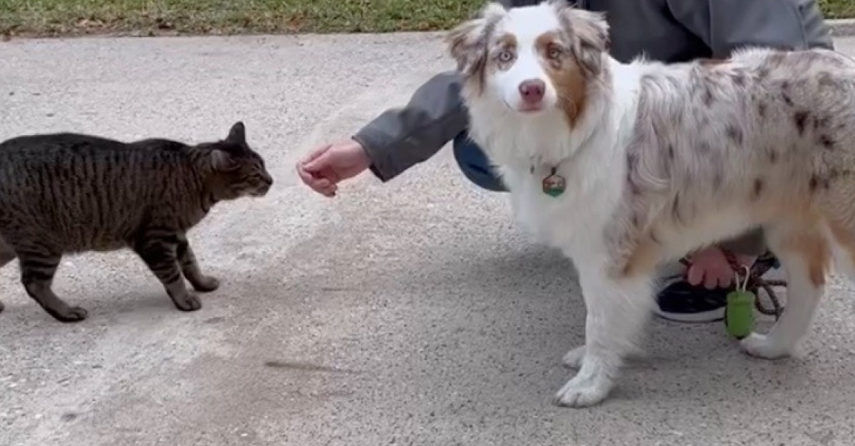 Un chat errant rencontre une chienne et devient son meilleur ami