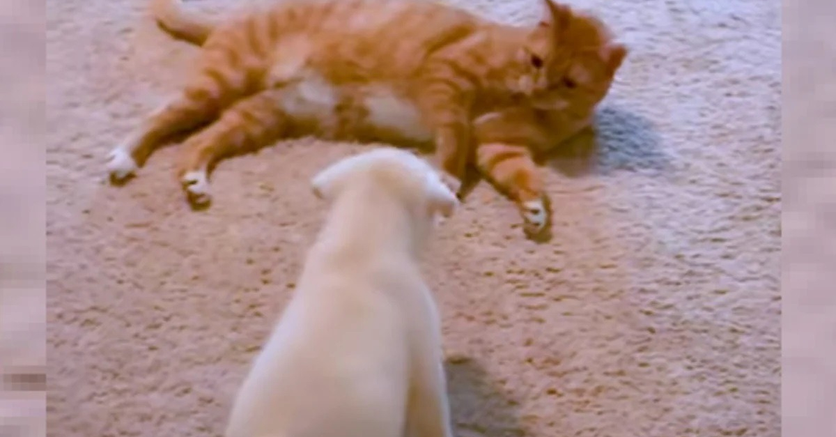 L’amitié improbable entre Simba, le chat tranquille, et Thor, un chiot ...