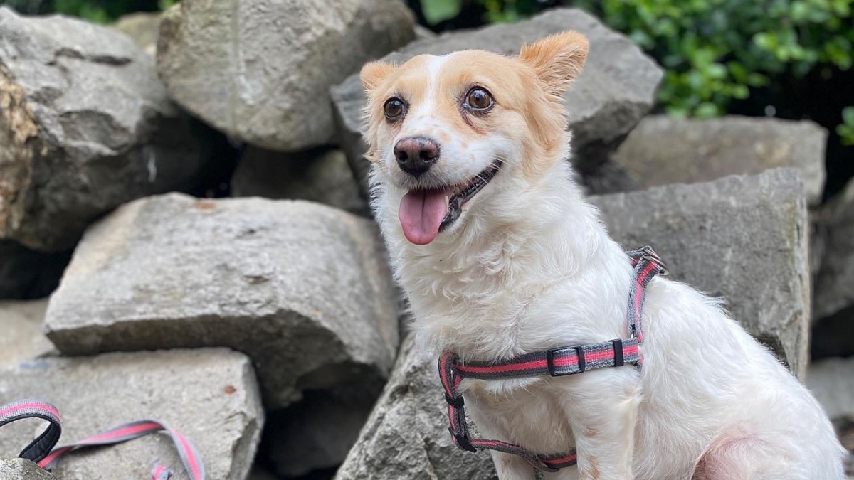 Reconnaissante d’avoir été adoptée, cette chienne serviable aide sa ...