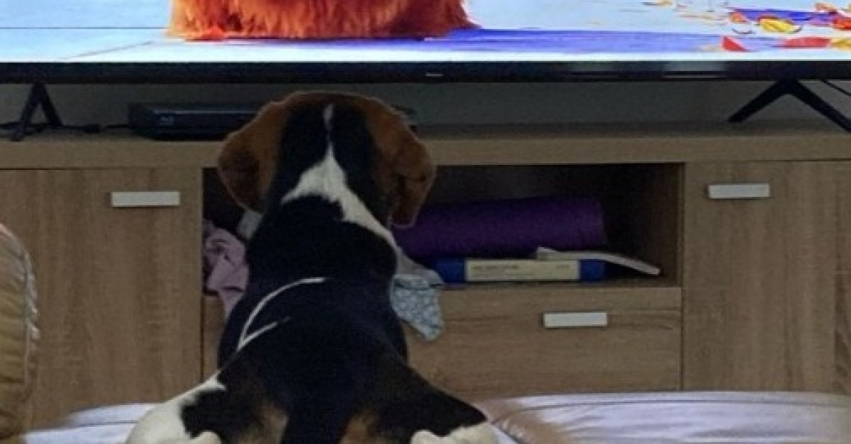 Quand Ollie le Beagle regarde son film préféré à la télévision (vidéo)
