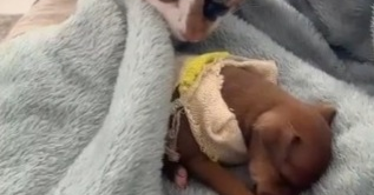 Quand un petit Chihuahua endormi se fait câliner par 2 chats, c’est toute la communauté internet ...