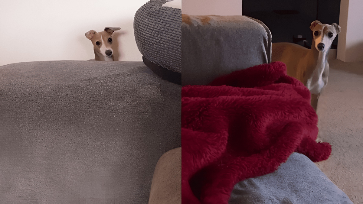 Grâce à son ouïe fine, ce chien gourmand sait toujours lorsque son ...