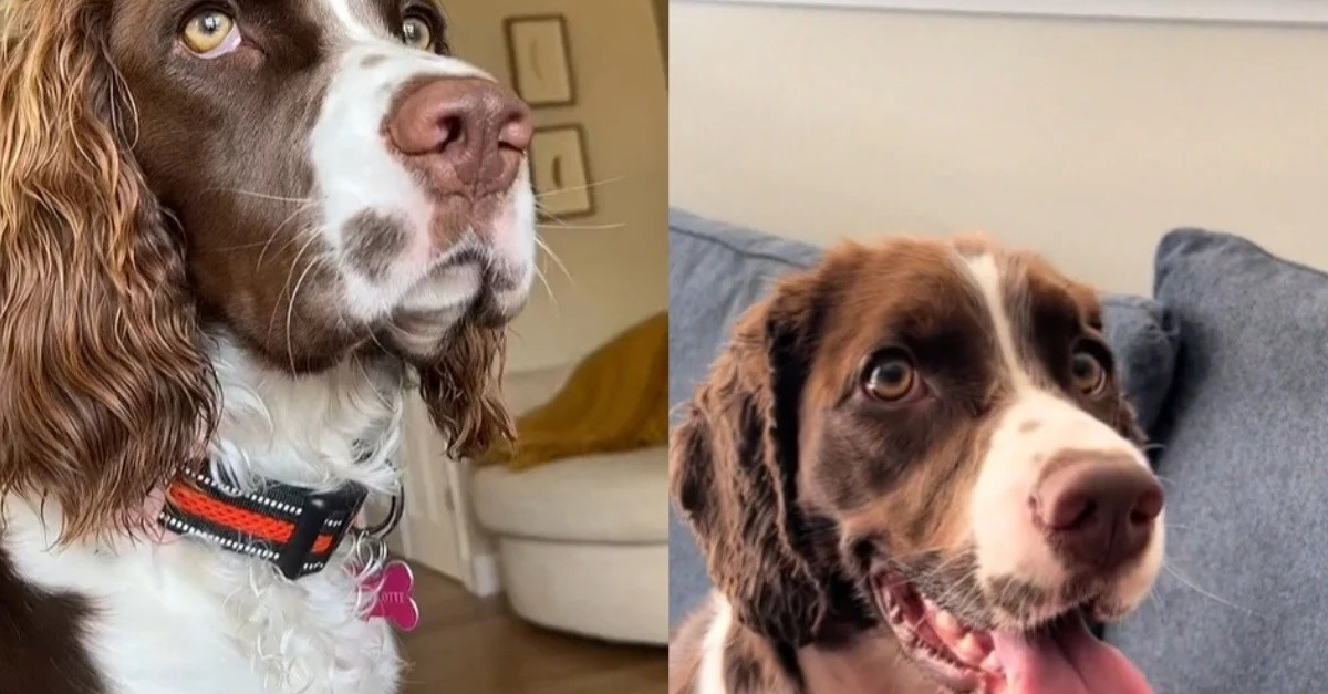 Une femme laisse sa grand-mère emmener son chien chez le toiletteur qui ... Une femme laisse sa grand-mère emmener son chien chez le toiletteur qui ...