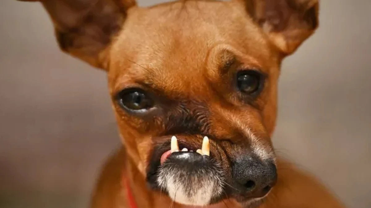 Ce chien au museau déformé et à l’histoire inspirante mène une vie heureuse