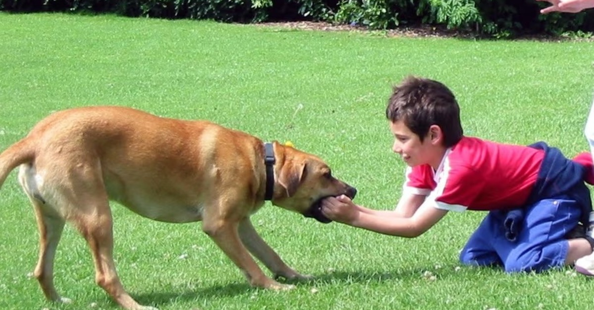 L'émouvante histoire d'amour à sens unique entre une chienne et une ...