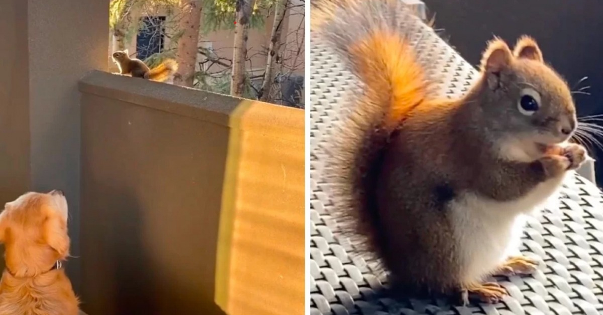 L’étonnante amitié entre Murphy, un Golden Retriever, et Chippy un ...