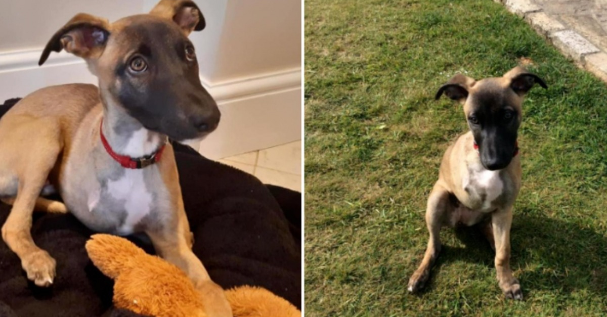 Cette Jeune Chienne Abandonnée à Cause De Son Handicap A Heureusement