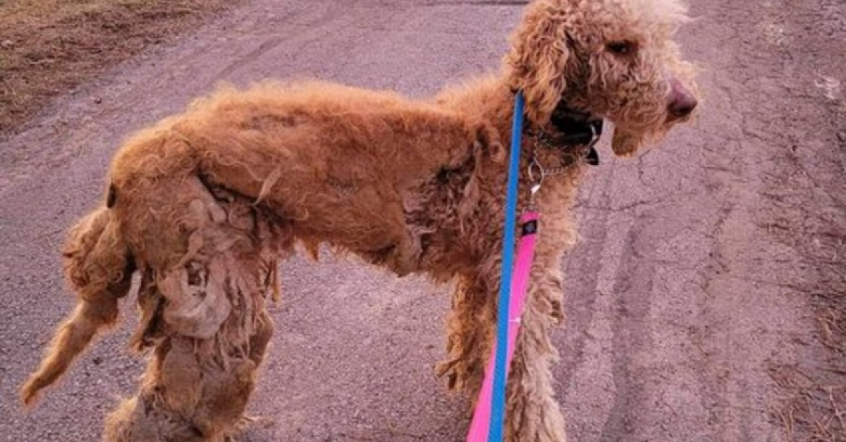 L’histoire de Spudley, qui peut enfin commencer une nouvelle vie, après ...