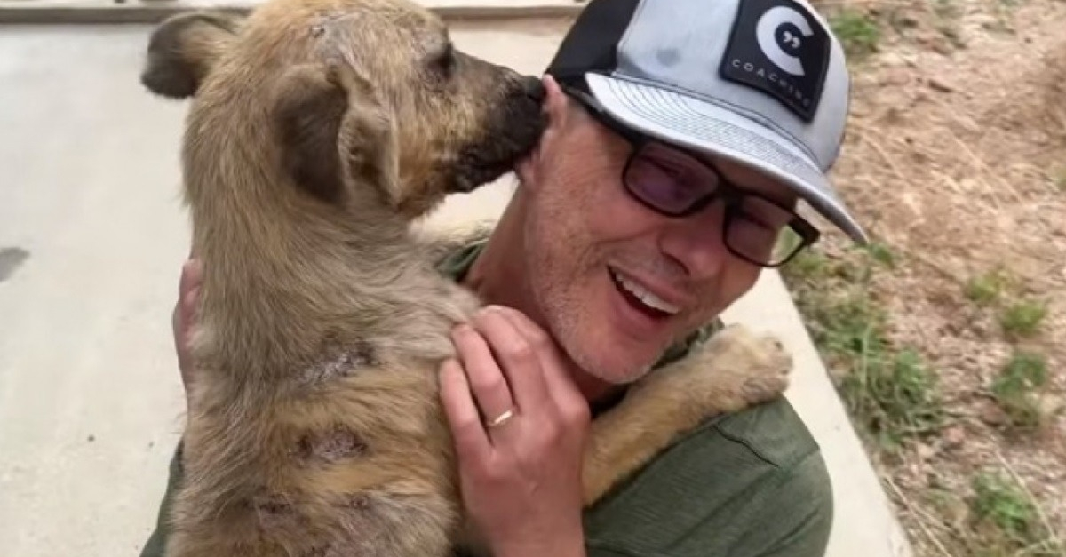 Une rencontre imprévue entre un chien errant et une directrice de ...