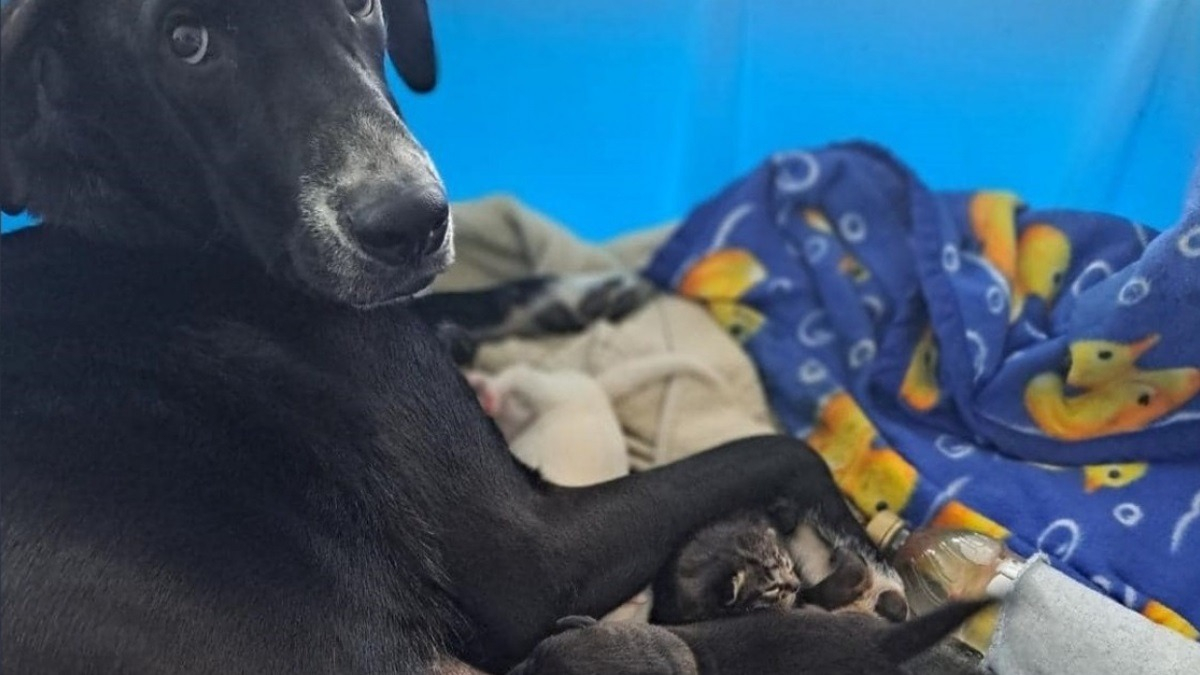 Une maman chienne donne naissance à 10 chiots et adopte un bébé inattendu