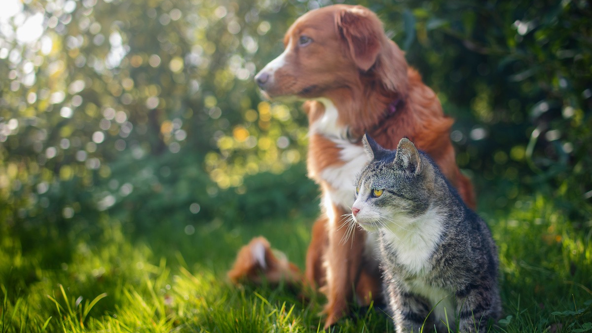 Pet Revolution, le congrès ouvert à tous les professionnels et ...