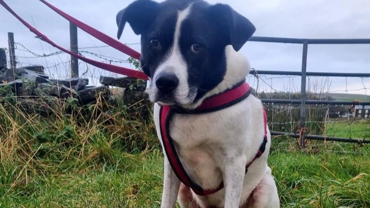 Ce chien craintif a passé 10 ans dans un refuge dans l'espoir de ...