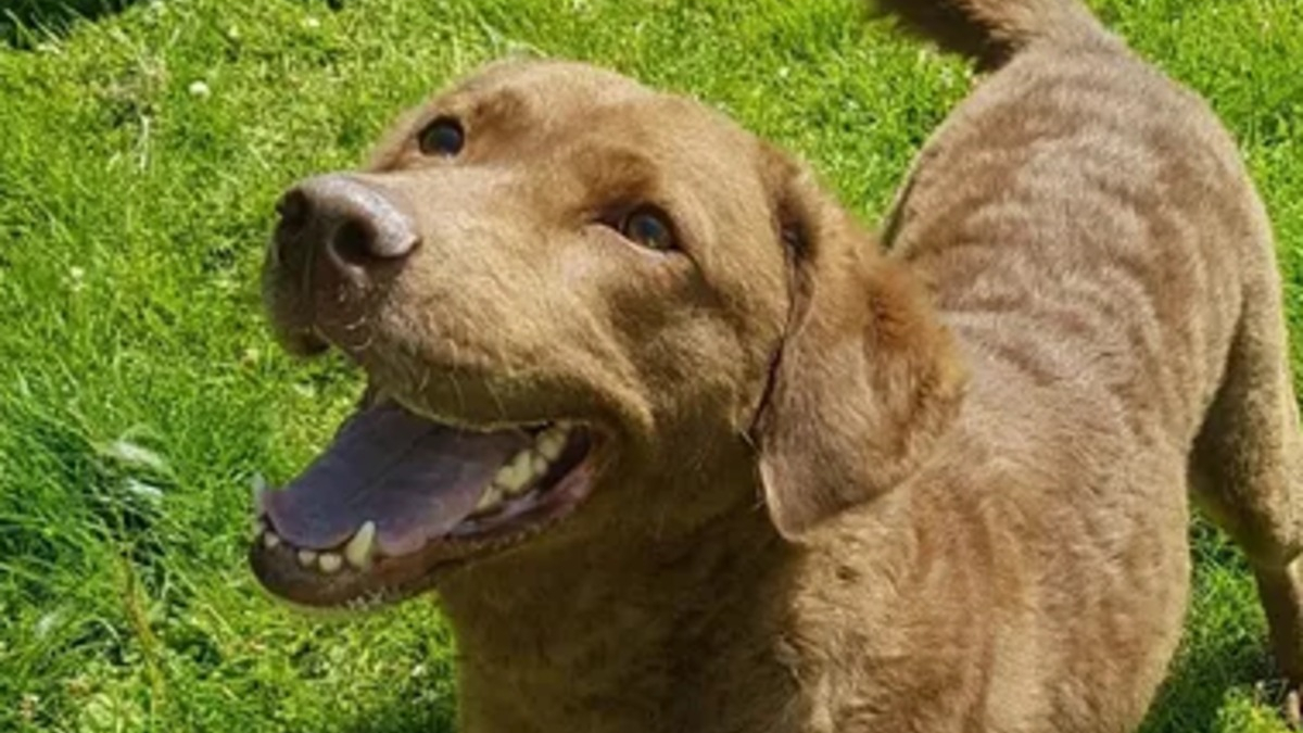 Une retraitée consacre toutes ses économies à soigner son chien et ...