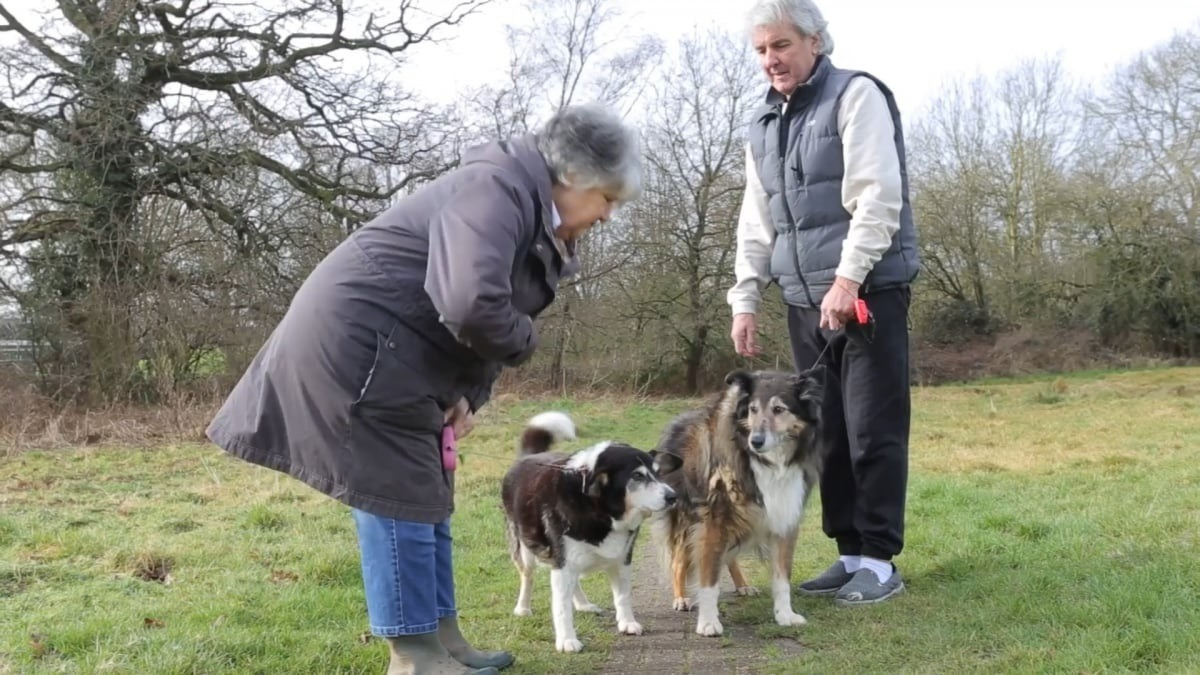 Le duo de chiens le plus vieux d’un refuge trouve enfin une famille ...