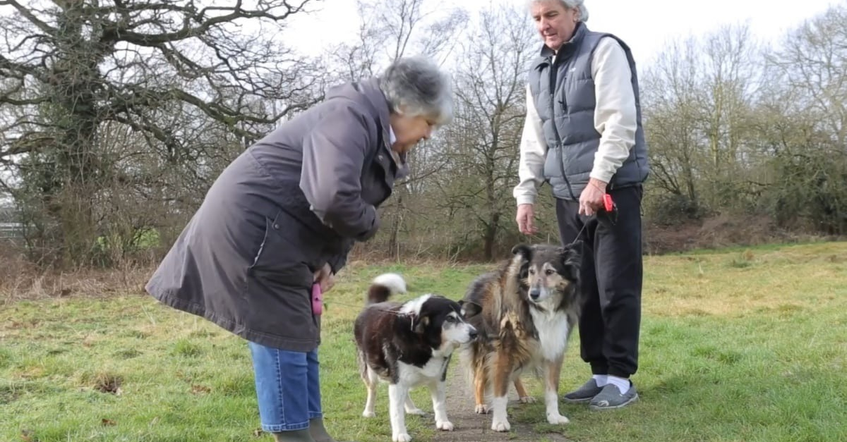 Le duo de chiens le plus vieux d’un refuge trouve enfin une famille ...