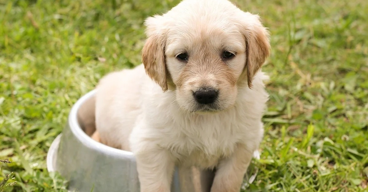 D’après des spécialistes du climat, les chiens sont un vrai problème ...