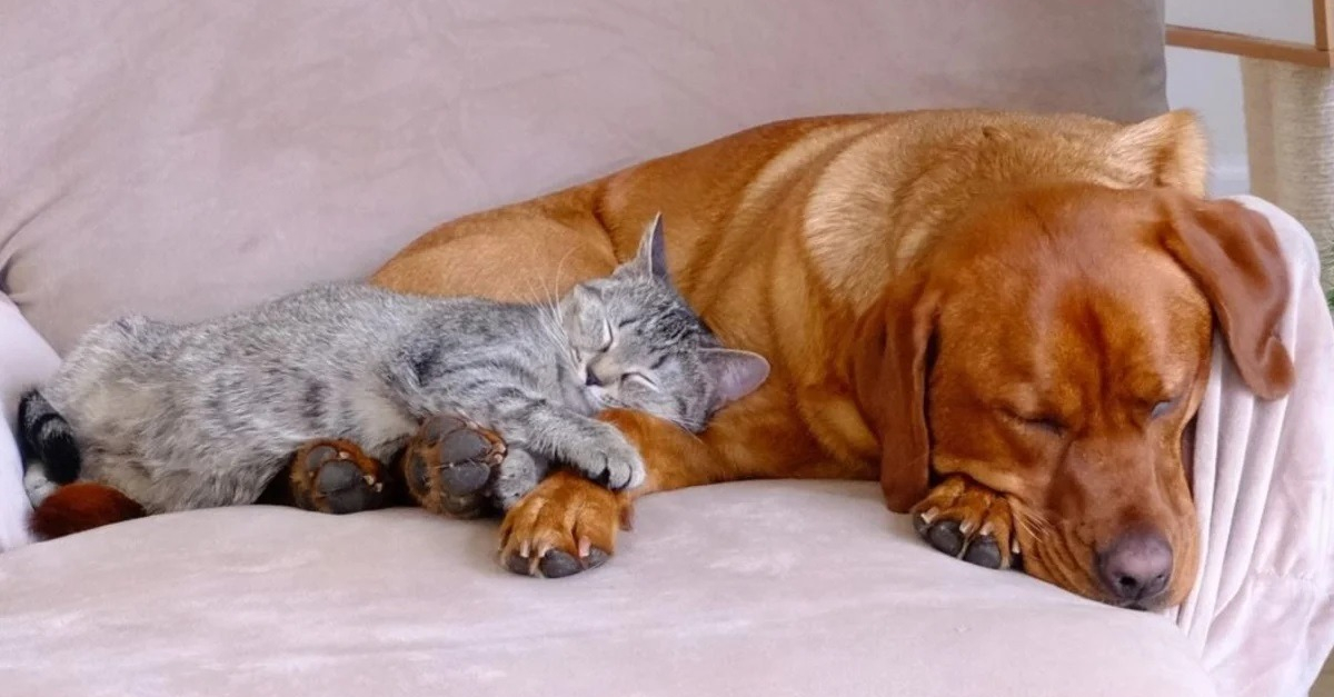 Cette femelle Labrador apprend à ouvrir et à fermer sa cage pour jouer ...