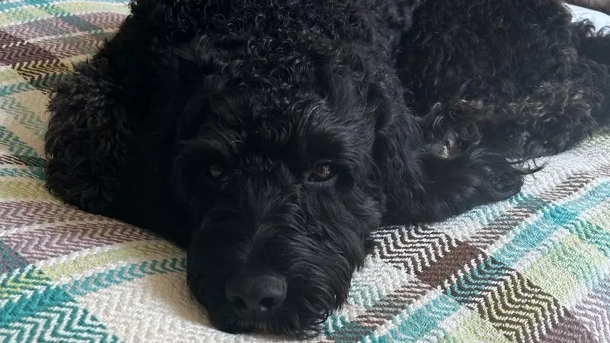 La surprise d’une femme, en découvrant son chien dans le jardin, alors ...