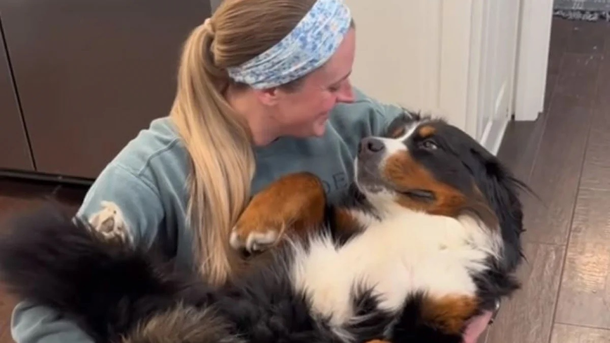 Malgré sa grande taille, ce Bouvier Bernois adore être porté comme un ...