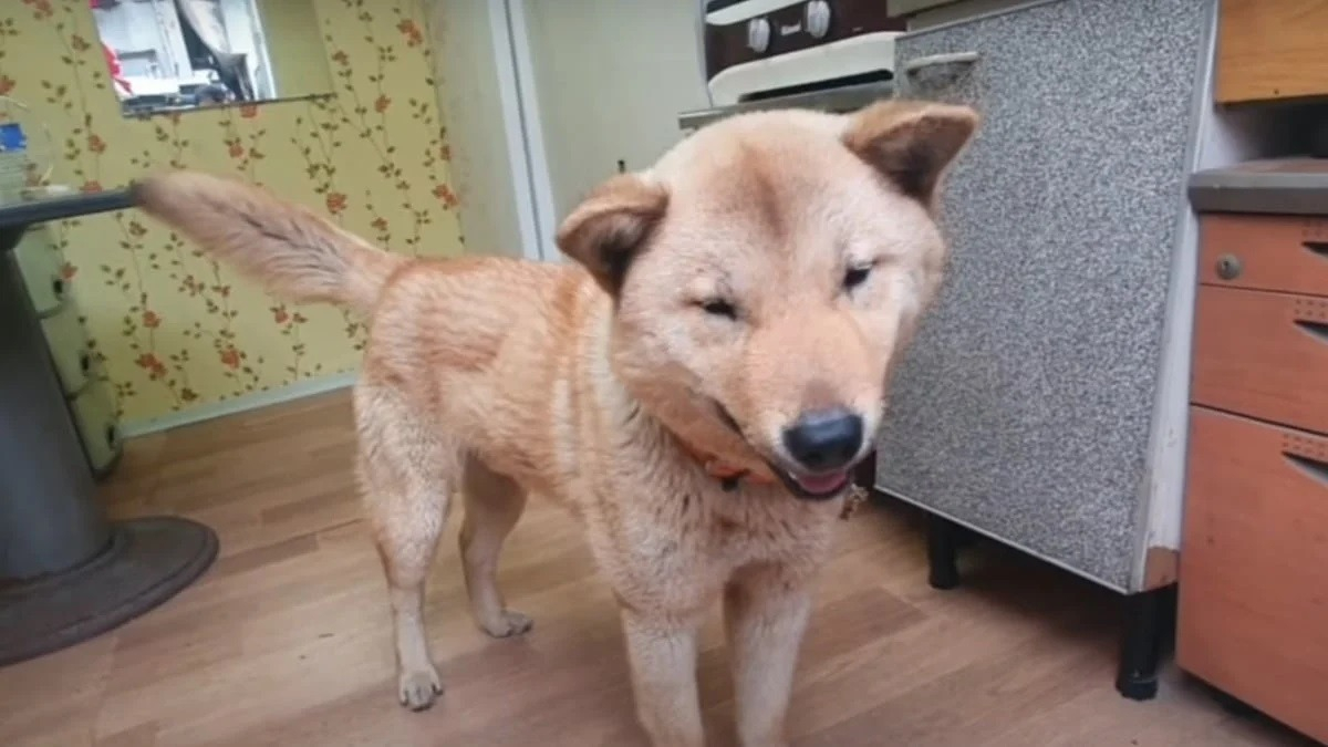 Un chien perdu par son propriétaire retrouve tout seul le chemin de la ...