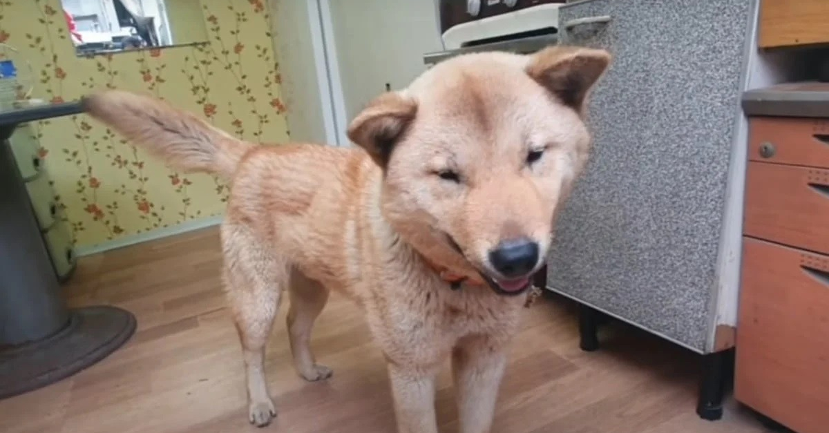 Un chien perdu par son propriétaire retrouve tout seul le chemin de la ...