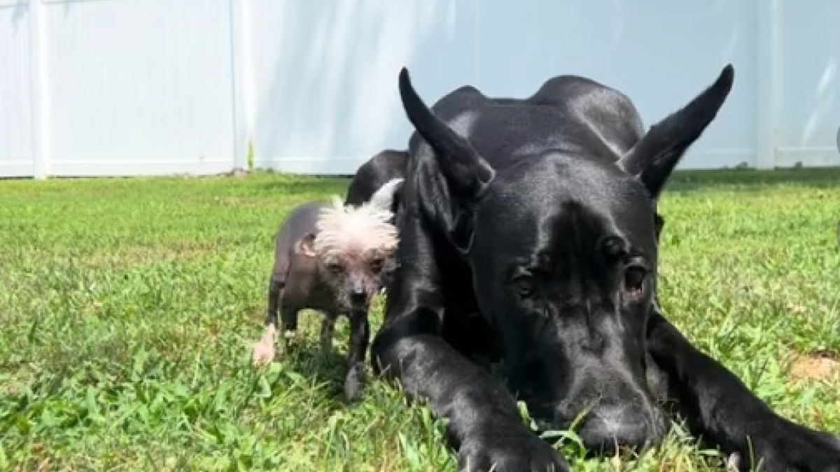 Ces 2 toutous forment un duo inséparable, malgré leur différence de ...