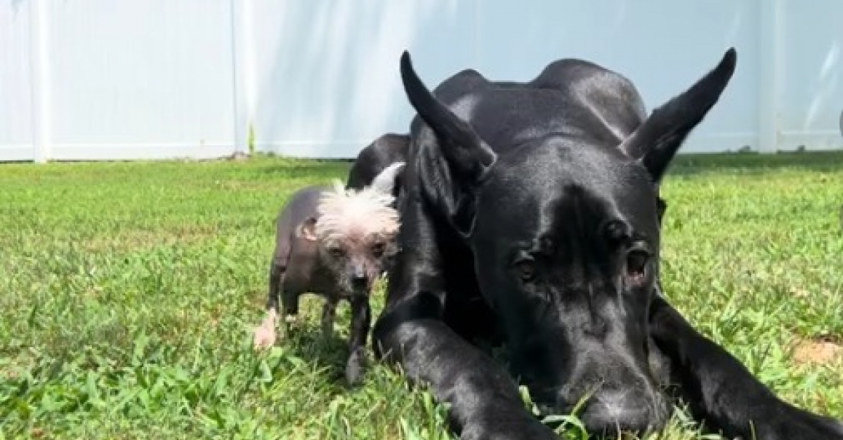 Ces 2 toutous forment un duo inséparable, malgré leur différence de ...