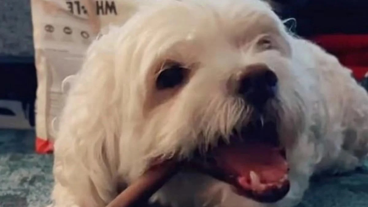 Une femme fait garder son chien en raison de ses besoins spécifiques et ...