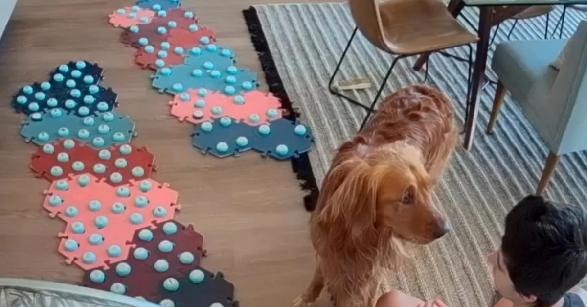 Ce chien craintif apprend à communiquer avec sa maîtresse grâce à des ...