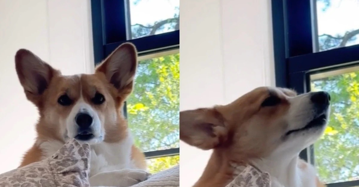 Ce Corgi impatient d’aller au parc fait tout un cinéma pour que sa ...