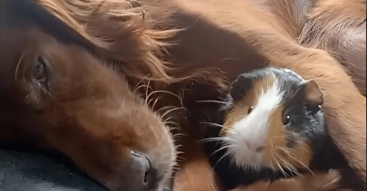 Ce chien adorable veille sur des cochons d’Inde comme un véritable père ...