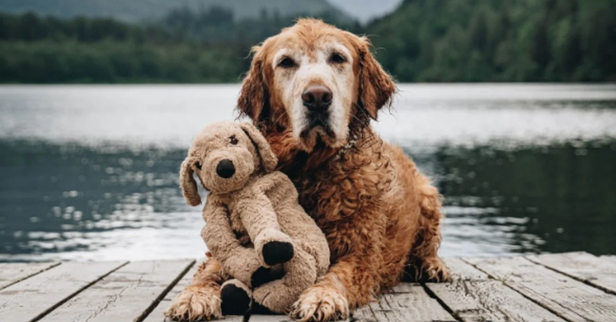 Amis depuis 7 ans, ce Golden Retriever et son adorable peluche prennent ...