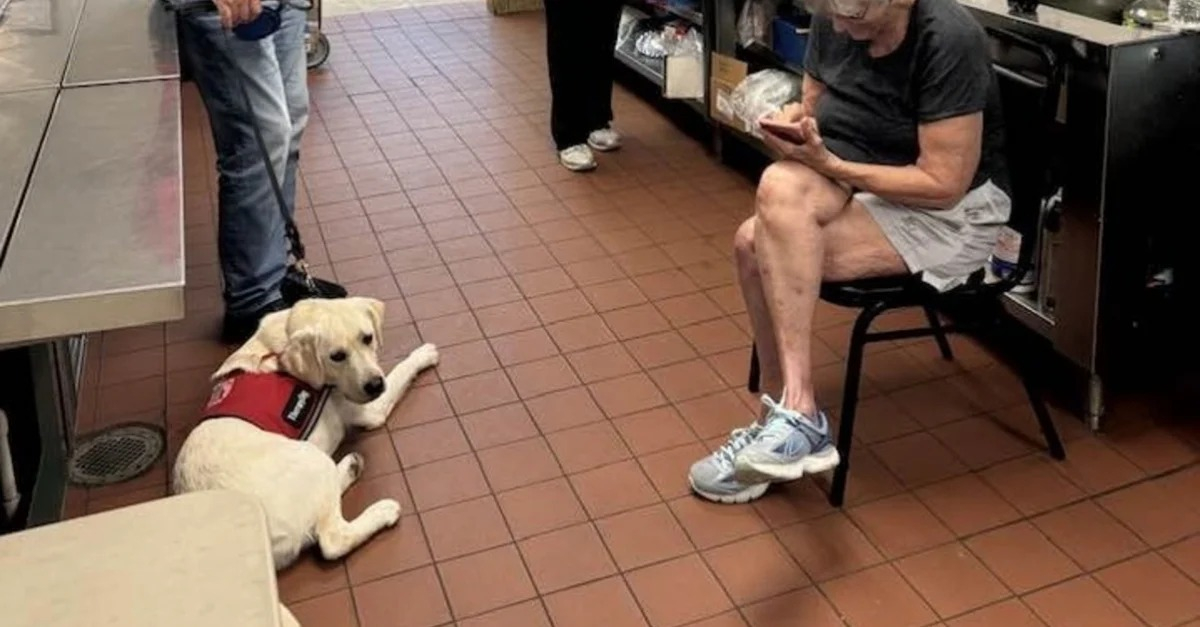 Un chien de thérapie se rend dans un centre pour sans-abris et redonne ...
