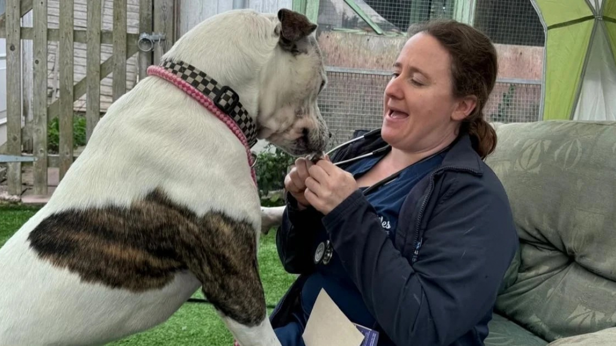Cette femme répond aux personnes qui imaginent qu’adopter un animal abandonné est dangereux