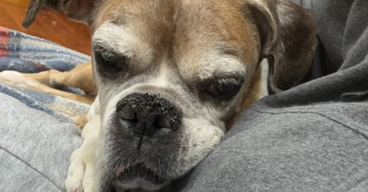 Alors qu’elle se rendait chez le vétérinaire pour récupérer son chien malade, cette femme ...