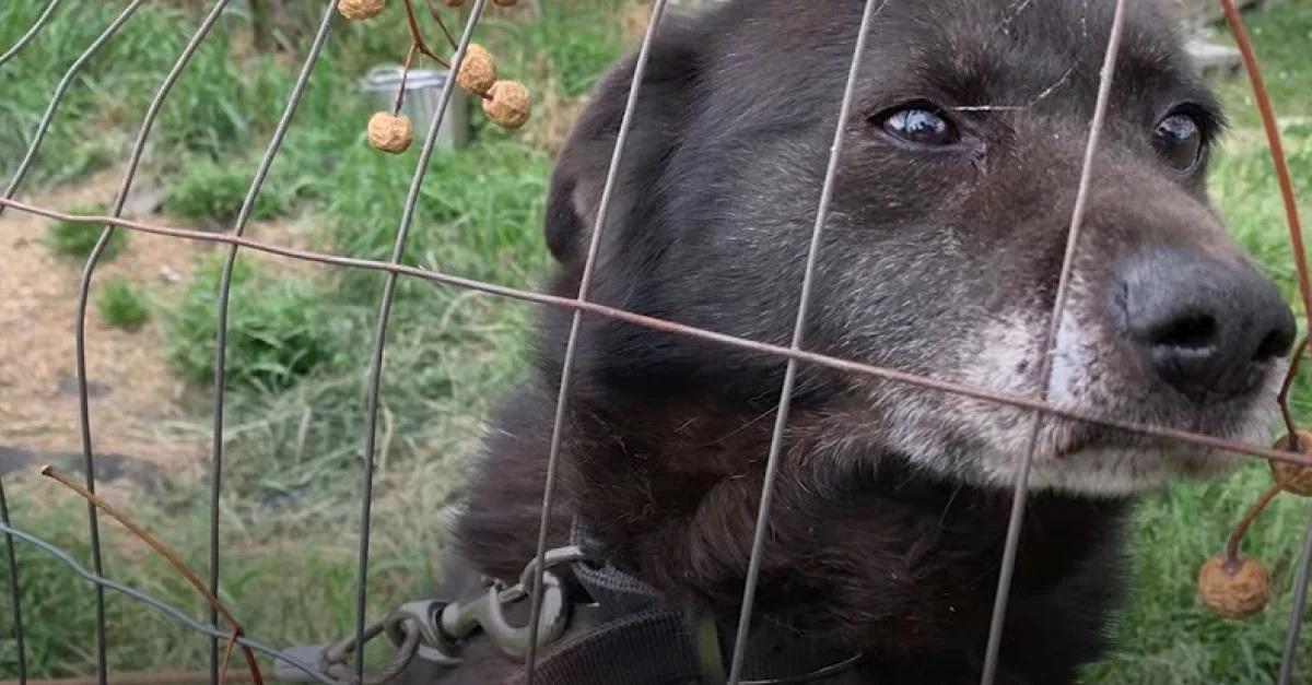 Après 10 ans de combat, Rusty, un chien victime de négligence, savoure ...