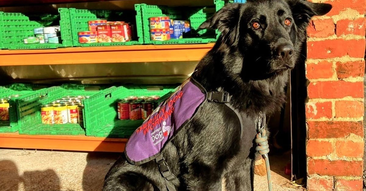 Ce chien de thérapie pour sans-abri est fier d’accomplir sa mission