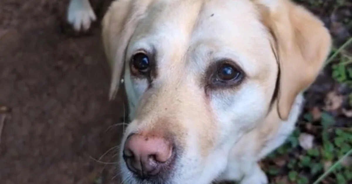 Lors d’une sortie en forêt, le pelage de cette chienne vire au violet ...